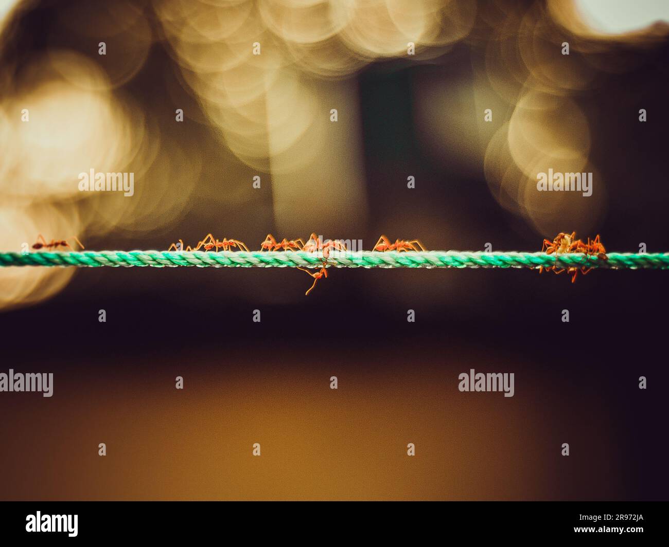 Bunch of ants moving on a green rope Stock Photo - Alamy