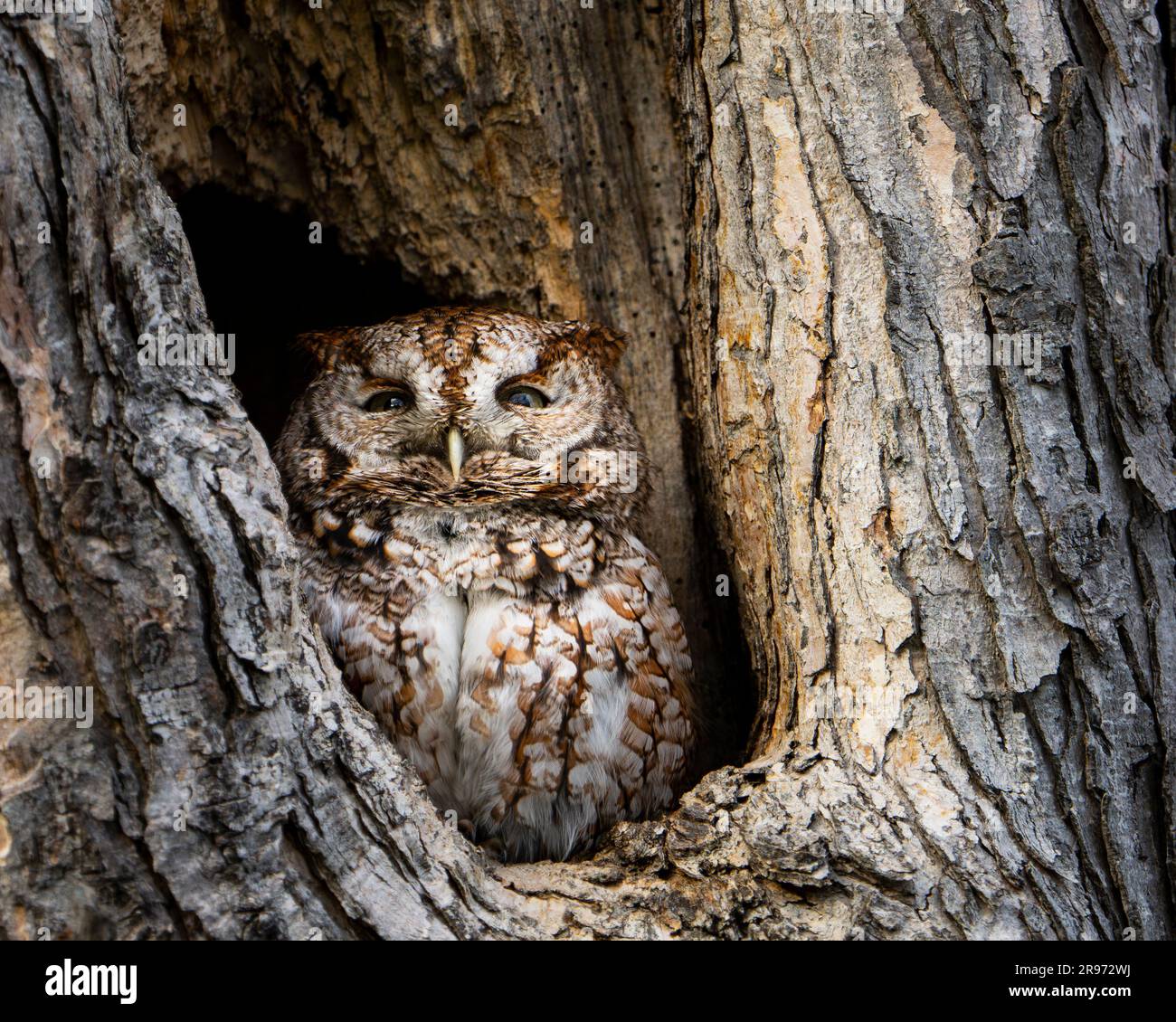 Eastern screech owl hi-res stock photography and images - Alamy