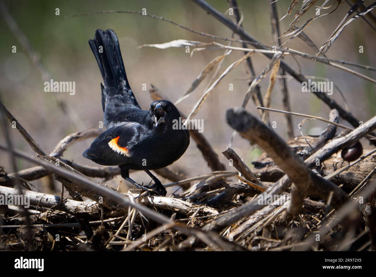 Redwing Blackbird singing loudly to establish its territory Stock Photo ...