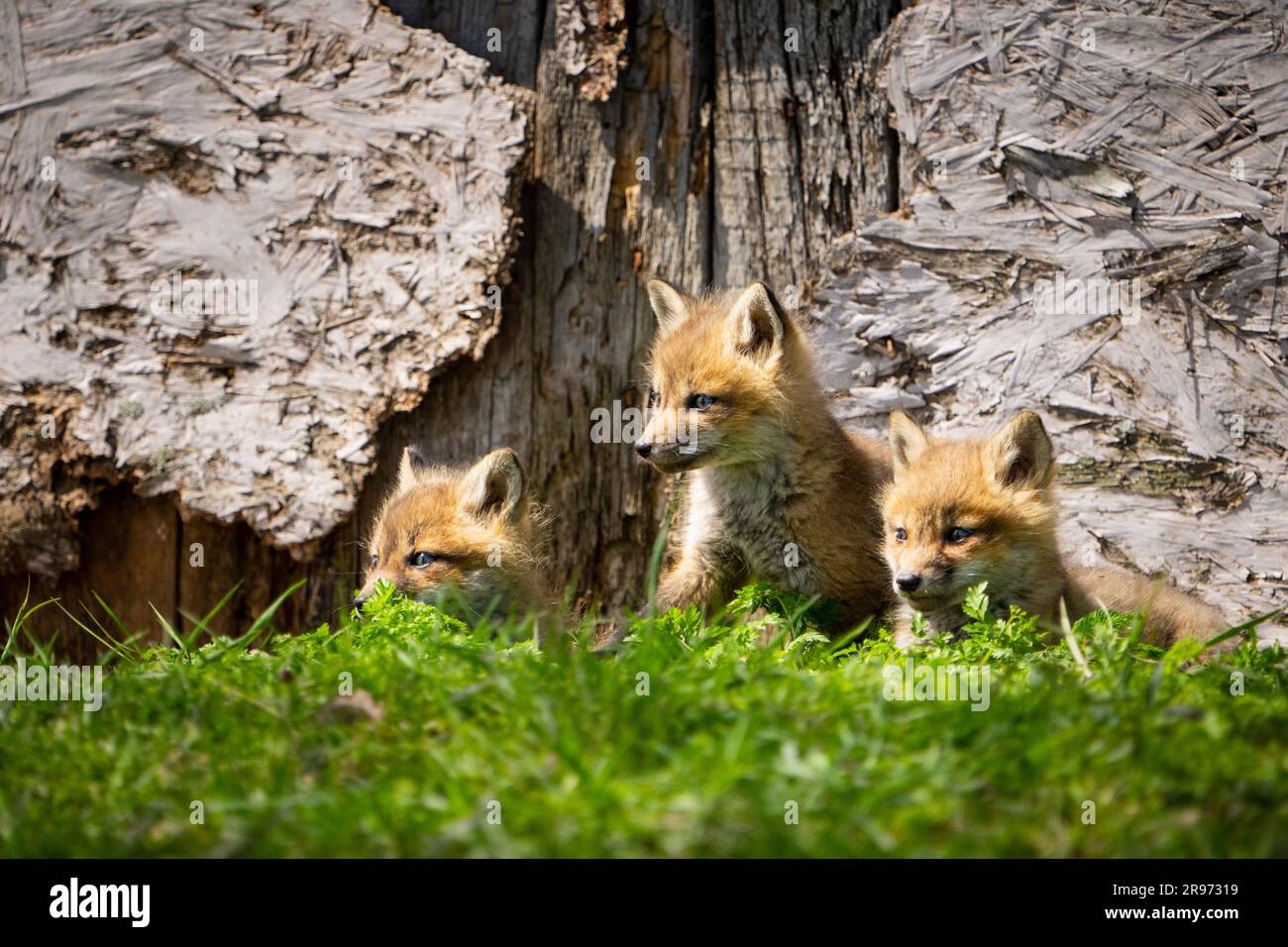 Red fox cubs resting at their den in an abandoned house in springtime ...