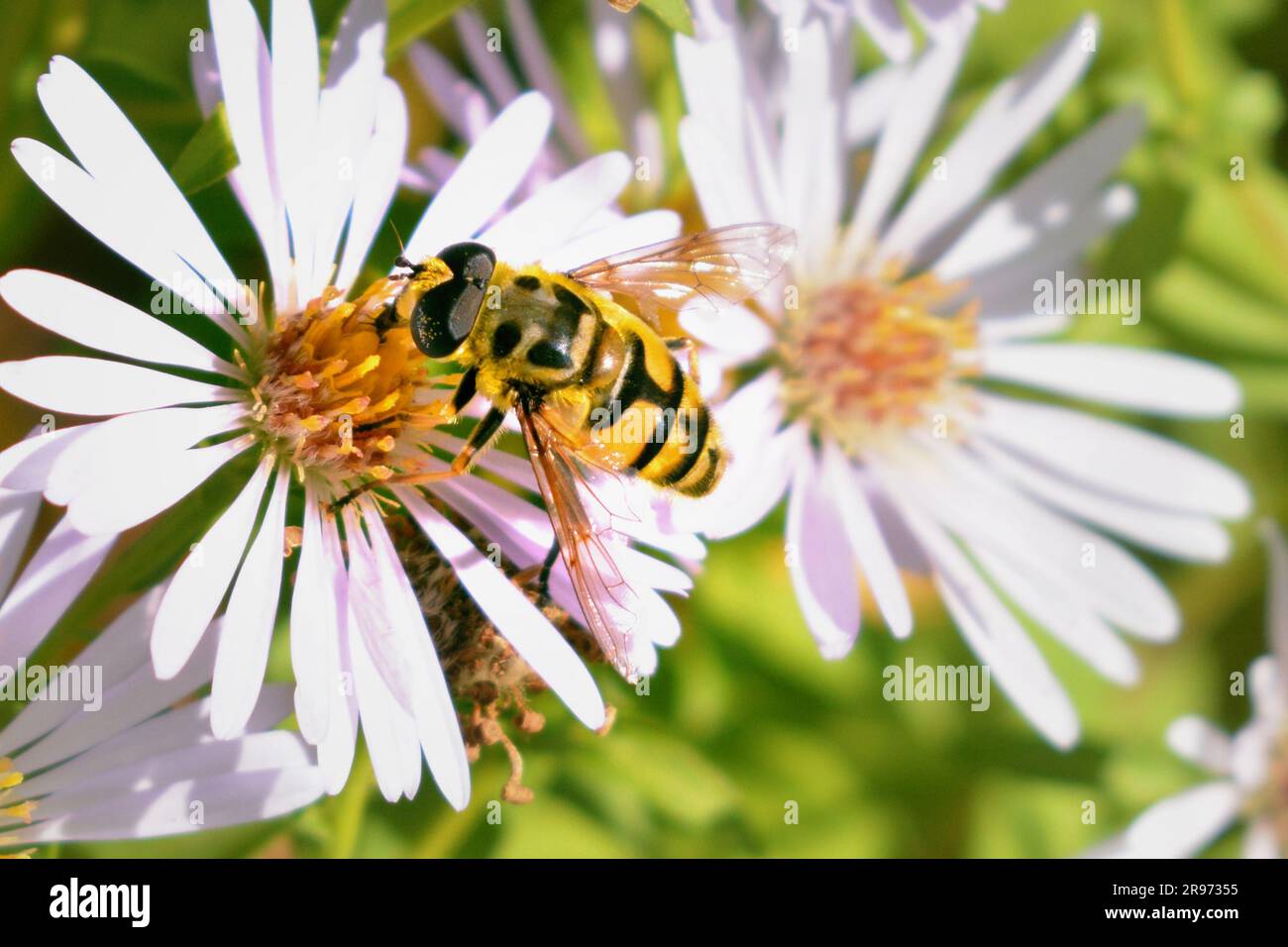 Flying yellow-black honey bee collects pollen from flowers. A bee in ...