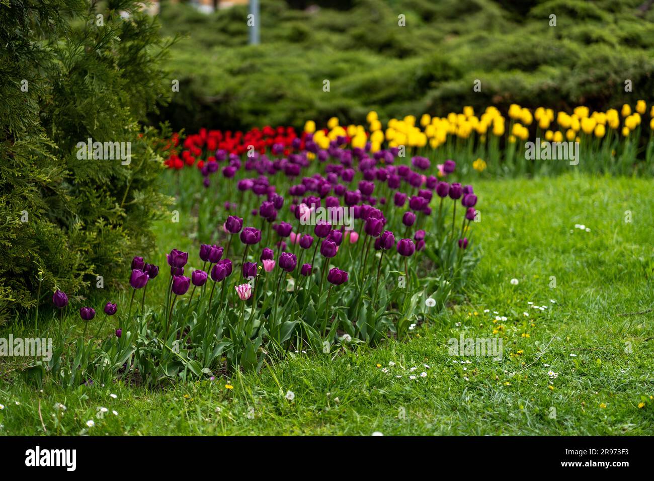 A picturesque landscape featuring a vast expanse of bright colorful ...