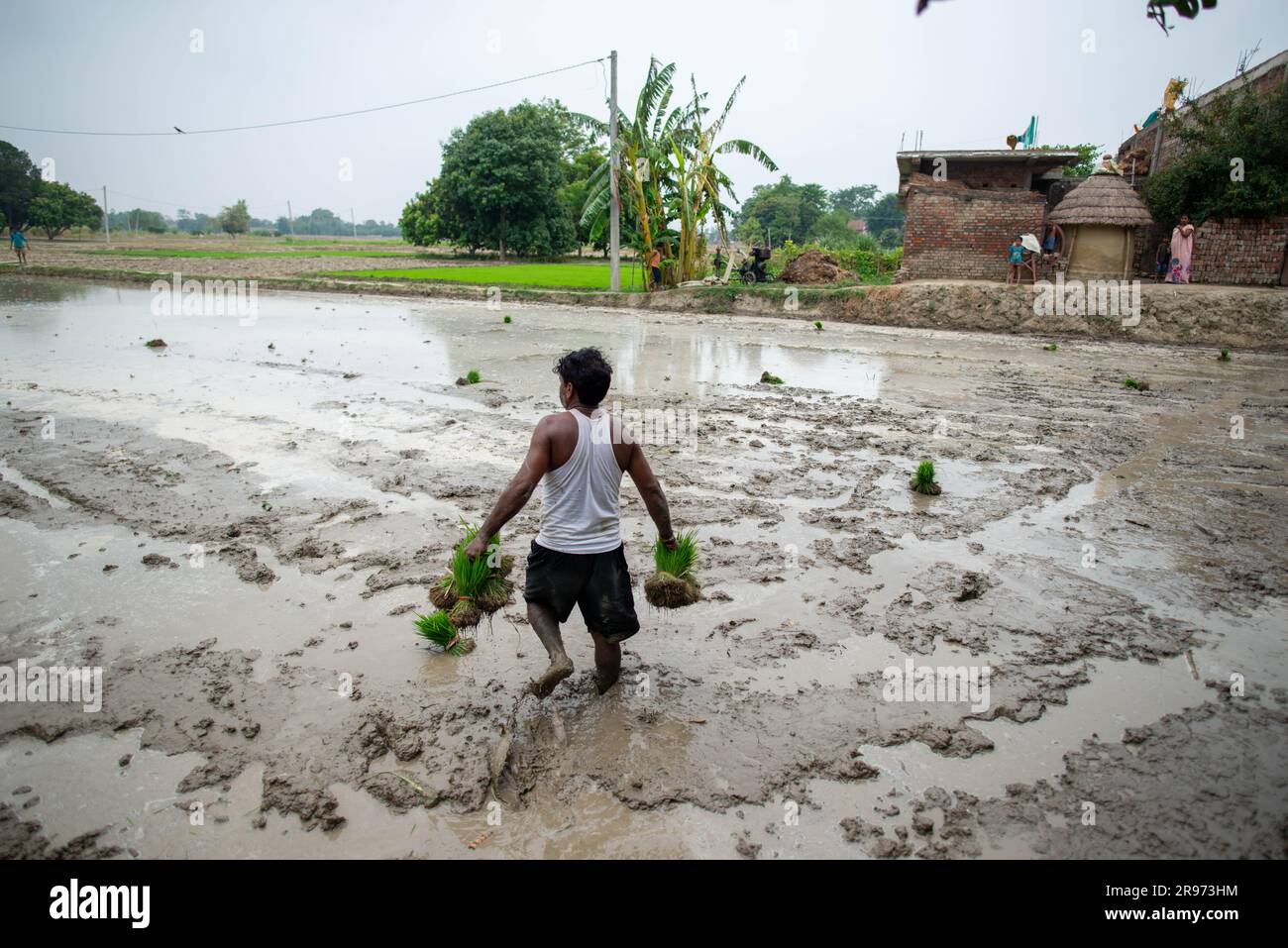Gopalganj, Bihar, India. 24th June, 2023. A farmer seen distributing ...