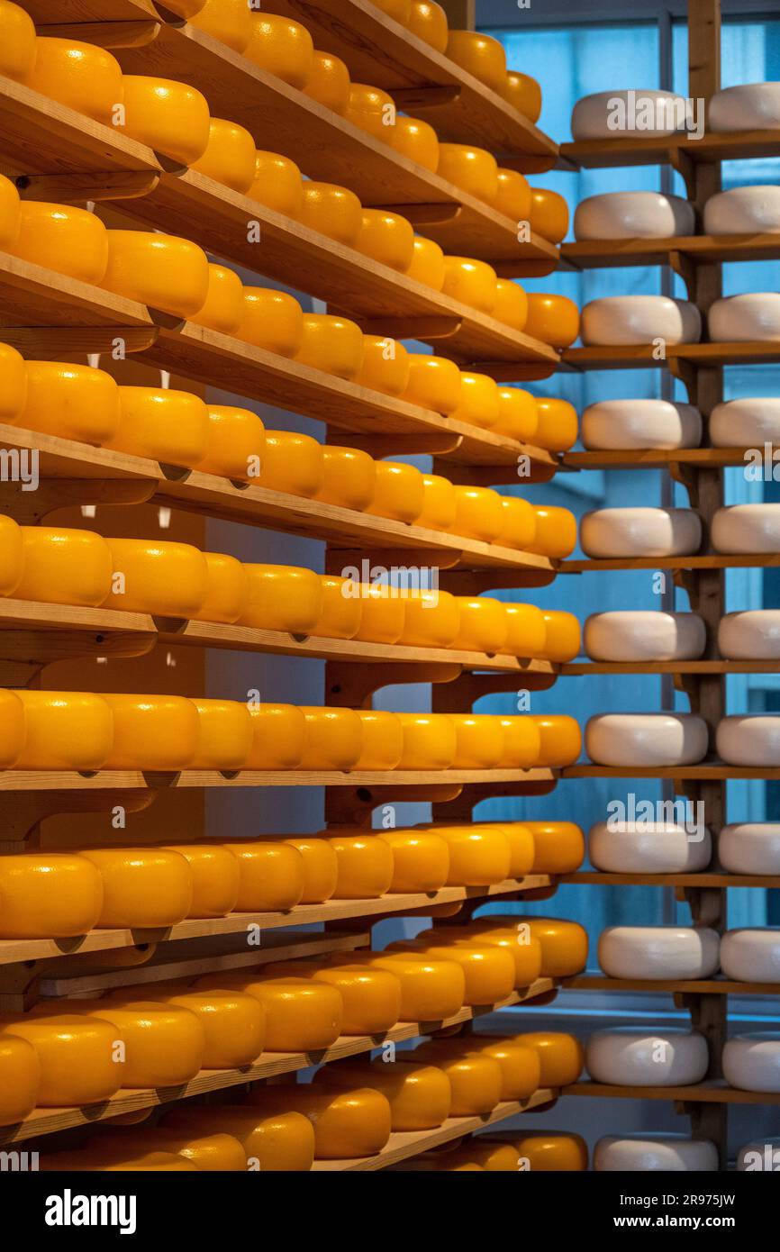small Henri Willig cheese museum in Amsterdam with stacked cheese ...