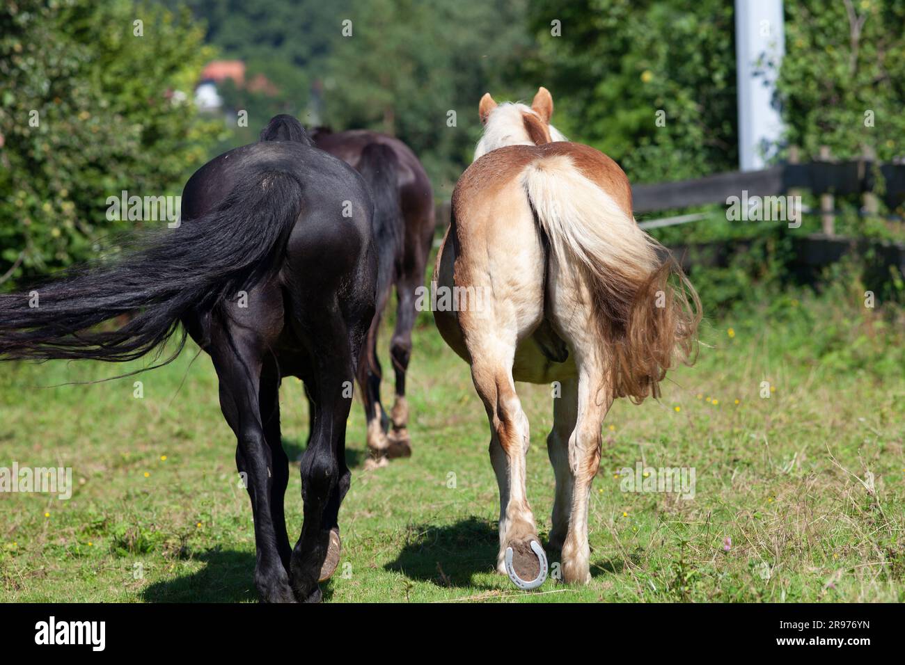 Two Horse friends walk together in pasture. Horse rear view Stock Photo ...