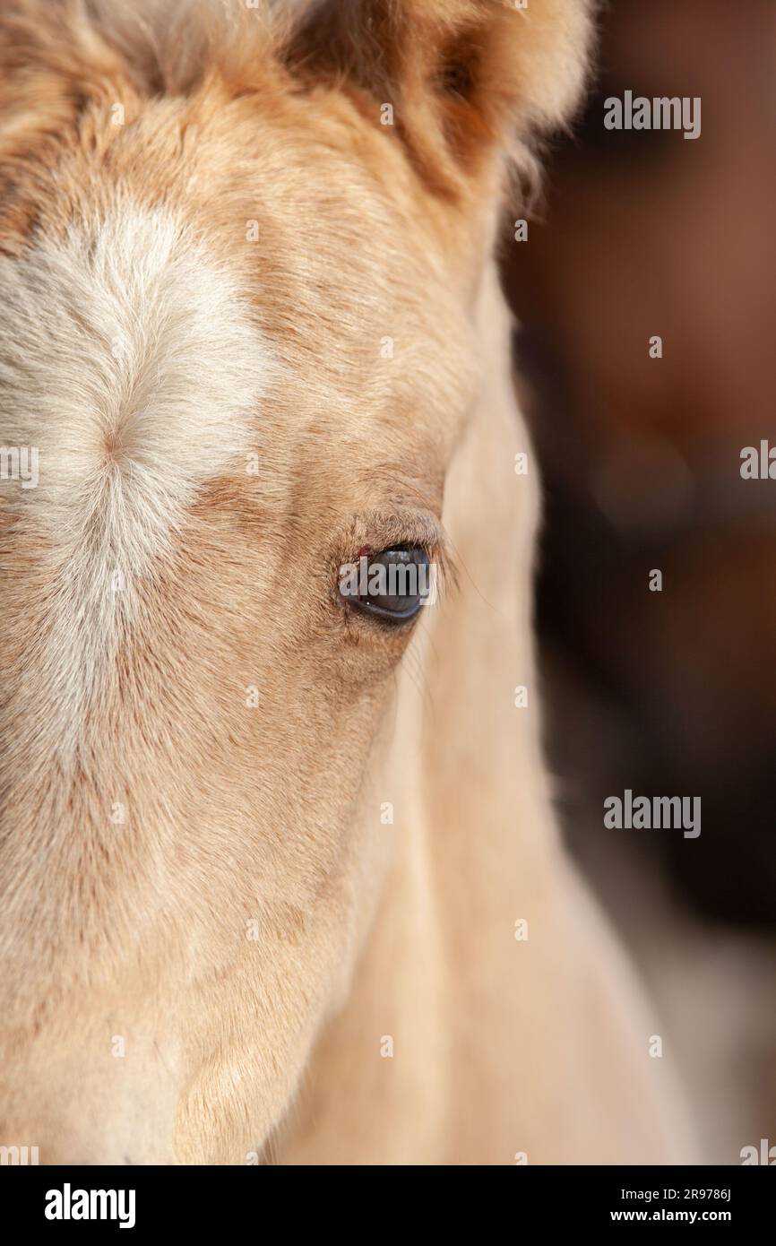 What Color Are Palomino Horse Eyes at Stanley Davila blog