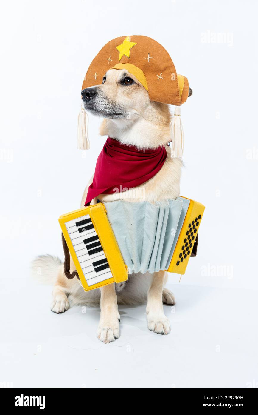 Dogs Playing Instruments Dog Playing Instruments | TikTok