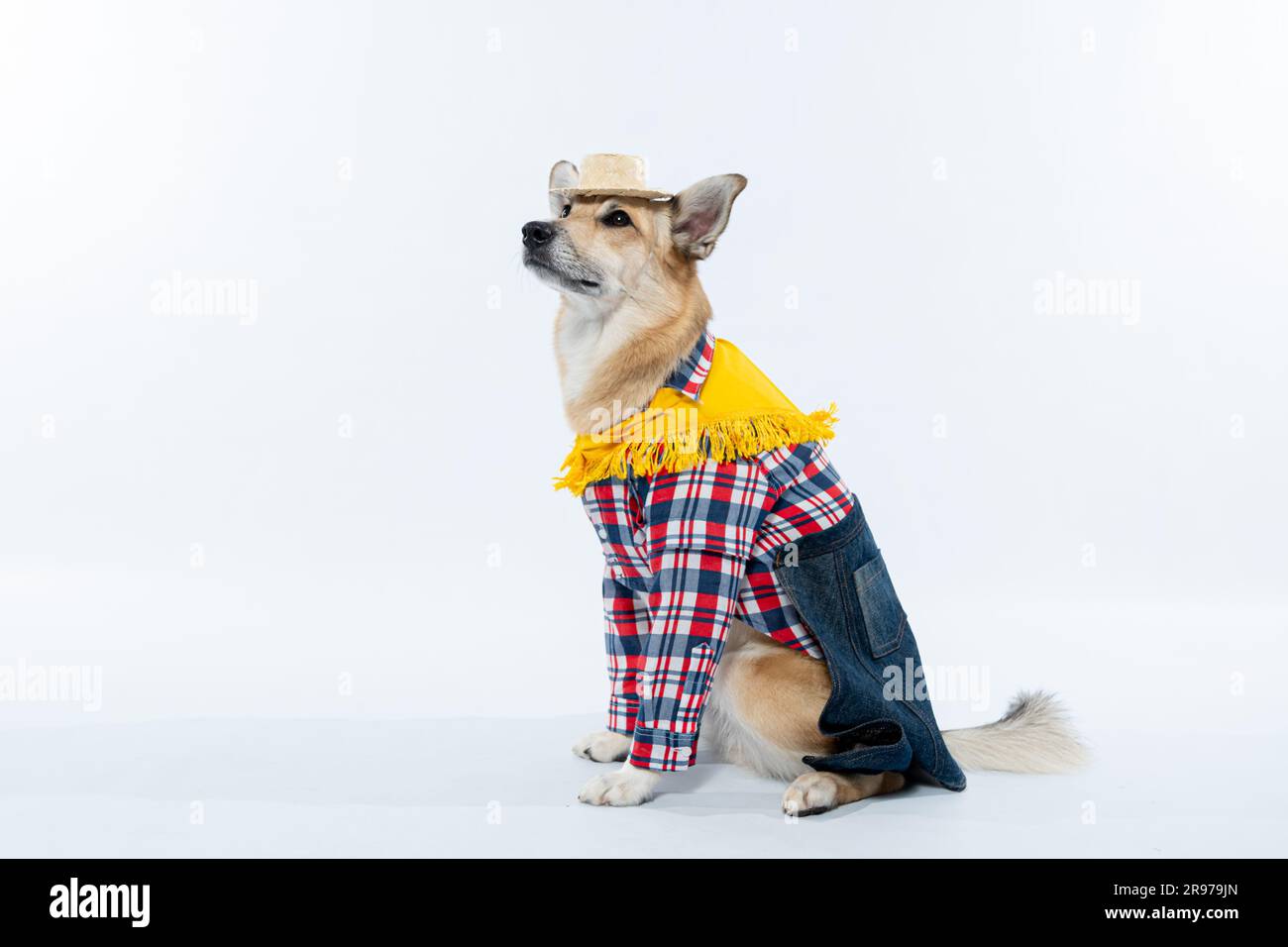 An adorable Chinook dog stands wearing a classic cowboy outfit on a ...