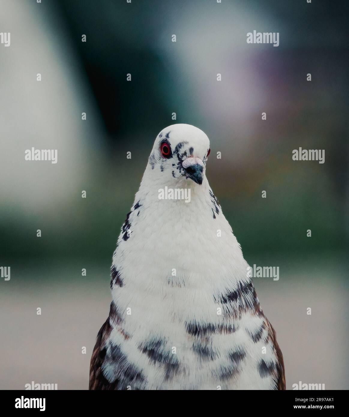 Birdwatching tips bird identification hi-res stock photography and ...