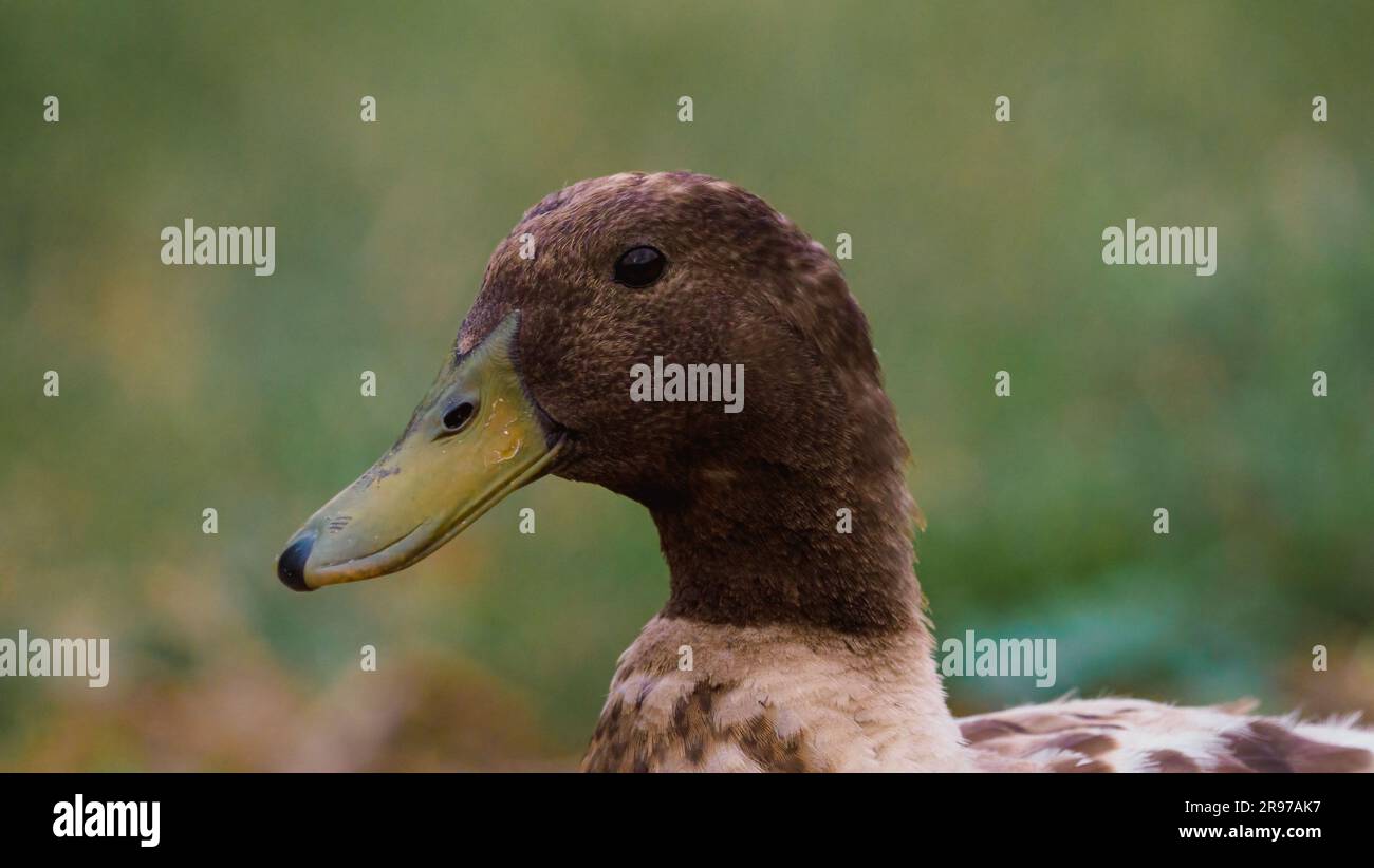 Birdwatching tips bird identification hi-res stock photography and ...