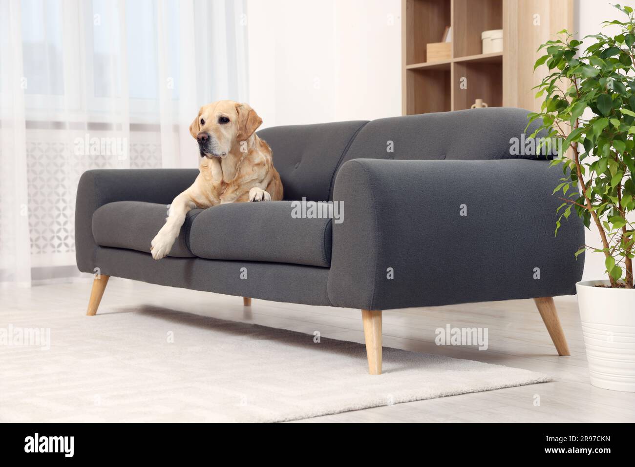 Cute fluffy labrador retriever hi-res stock photography and images - Alamy