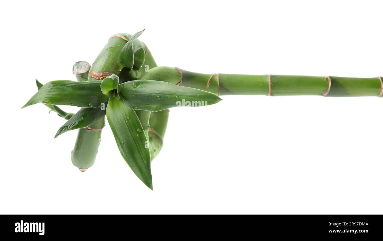 Beautiful green bamboo stem with leaves on white background Stock Photo ...