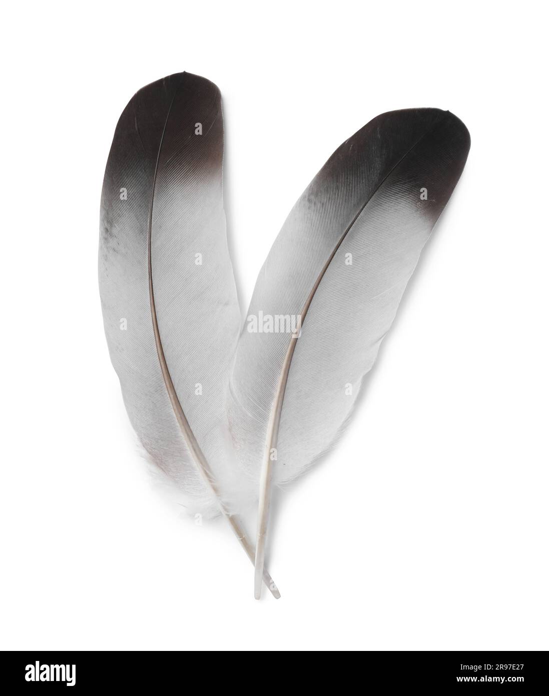 Feathers on top Cut Out Stock Images & Pictures - Alamy
