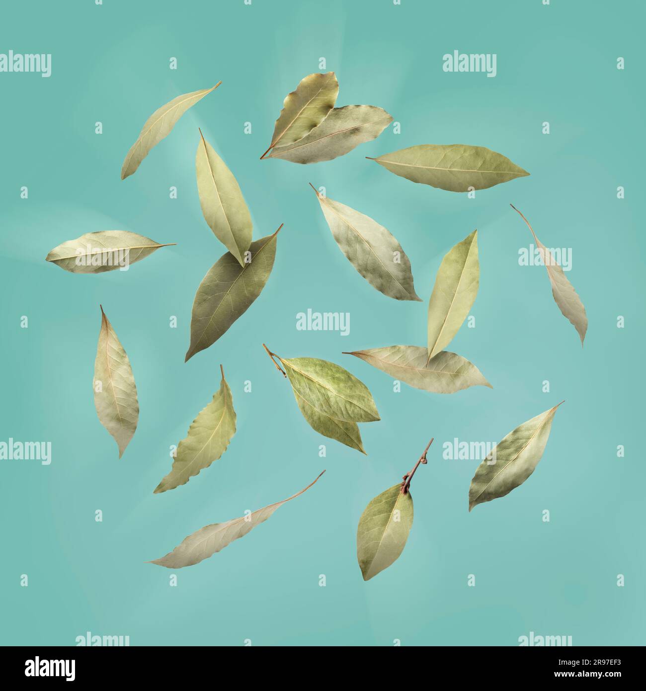 Dry bay leaves falling on aquamarine color background Stock Photo - Alamy