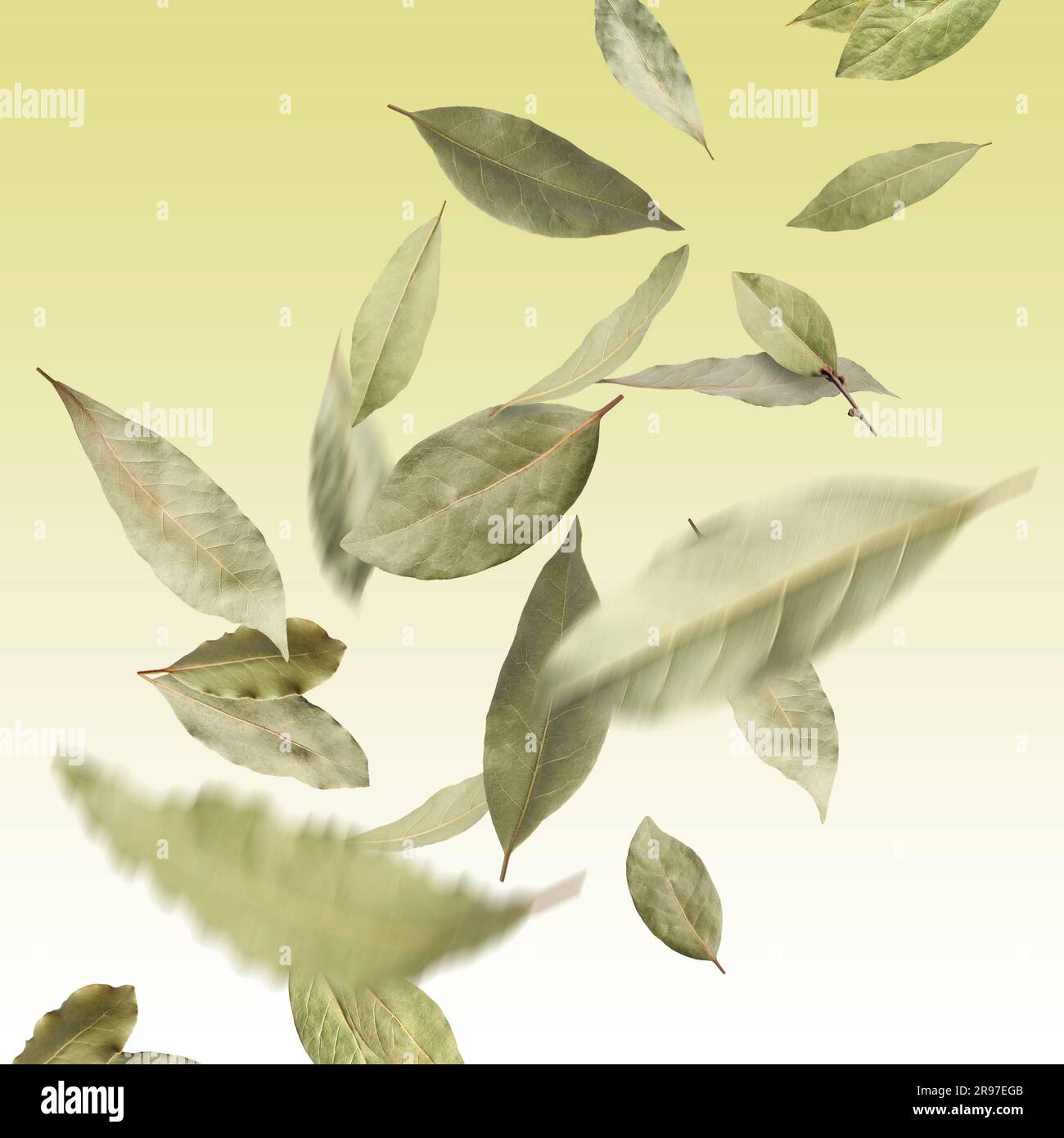 Dry bay leaves falling on light yellow gradient background Stock Photo ...