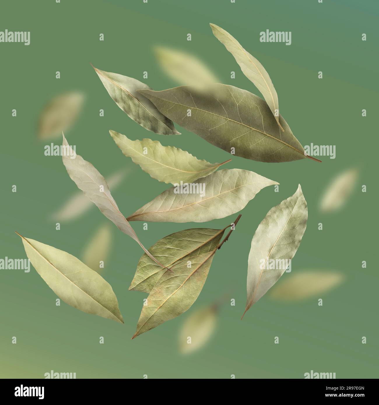 Dry bay leaves falling on olive color gradient background Stock Photo ...