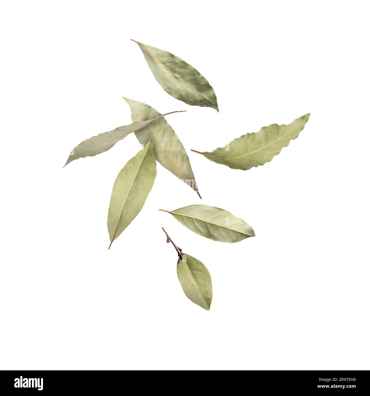 Dry bay leaves falling on white background Stock Photo - Alamy
