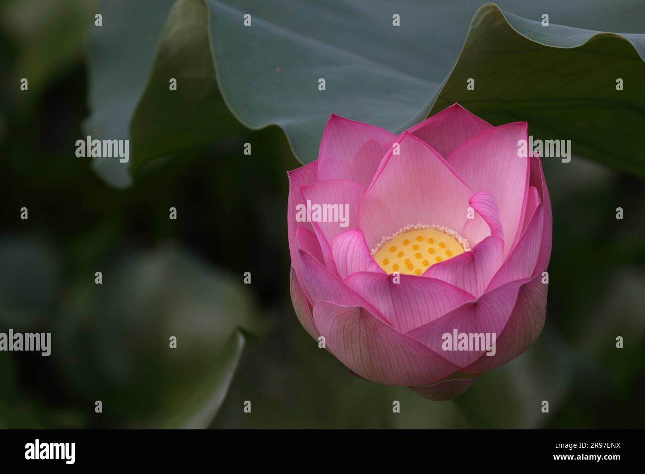 Lotus (Nelumbo nucifera) flower, San Tin, New Territories, Hong Kong ...