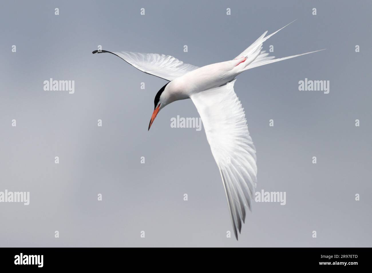 Roseate Tern (Sterna dougallii), adult in flight underside view, Hong ...