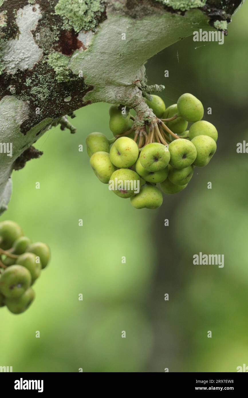 Common Red-stem Fig (Ficus variegata), growing direct from the tree ...