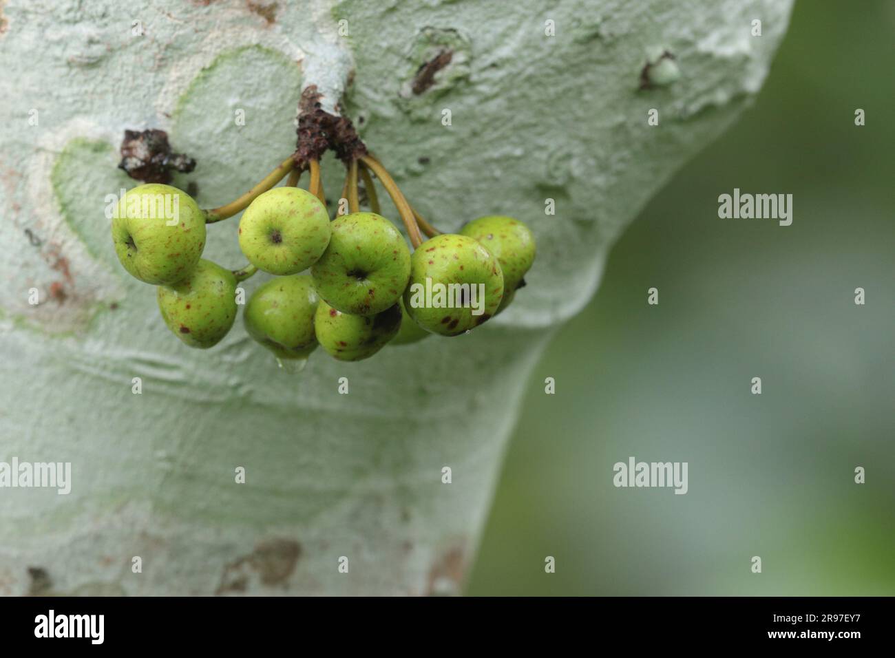 Common Red-stem Fig (Ficus variegata), growing direct from the tree ...