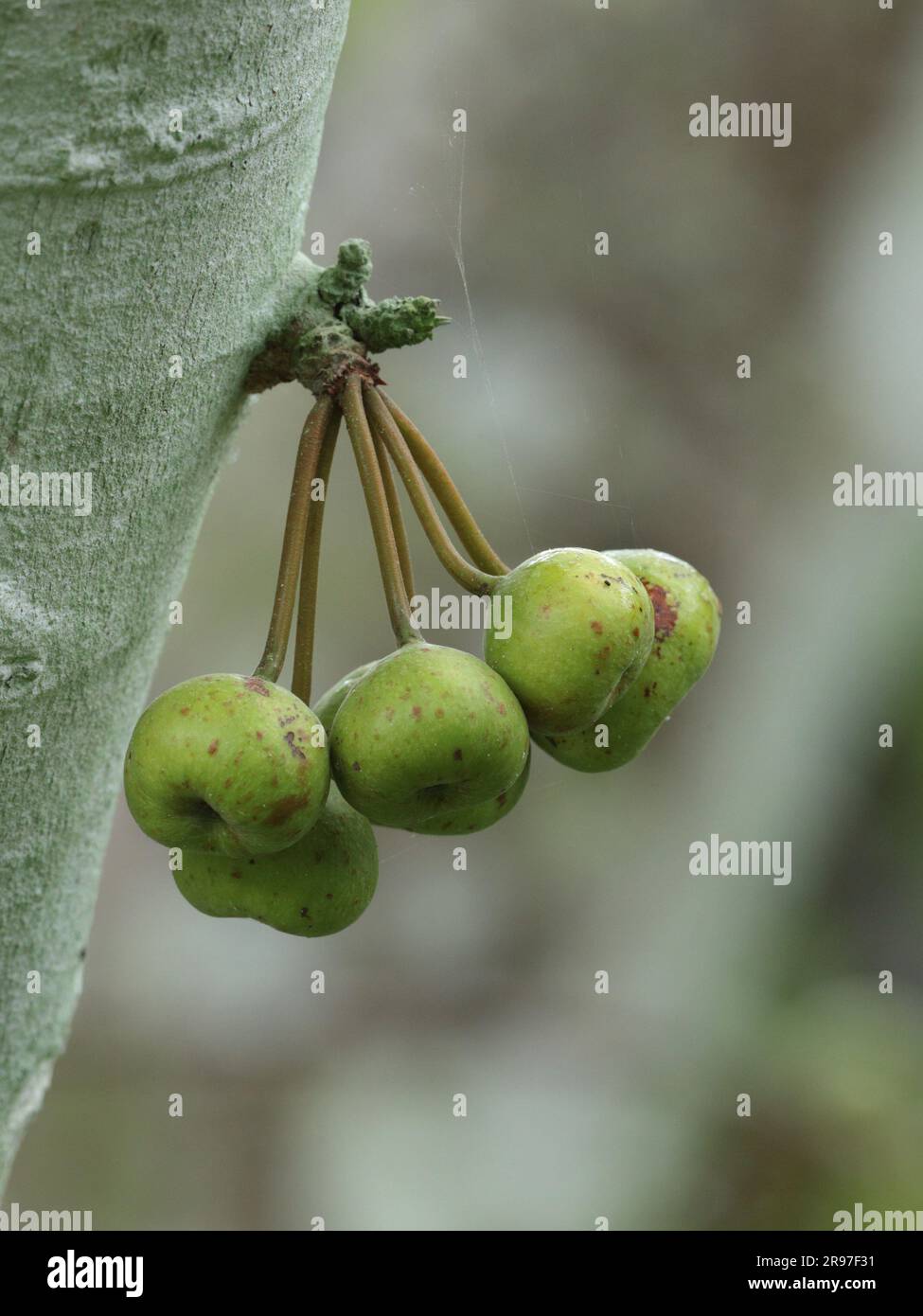 Common Red-stem Fig (Ficus variegata), growing direct from the tree ...
