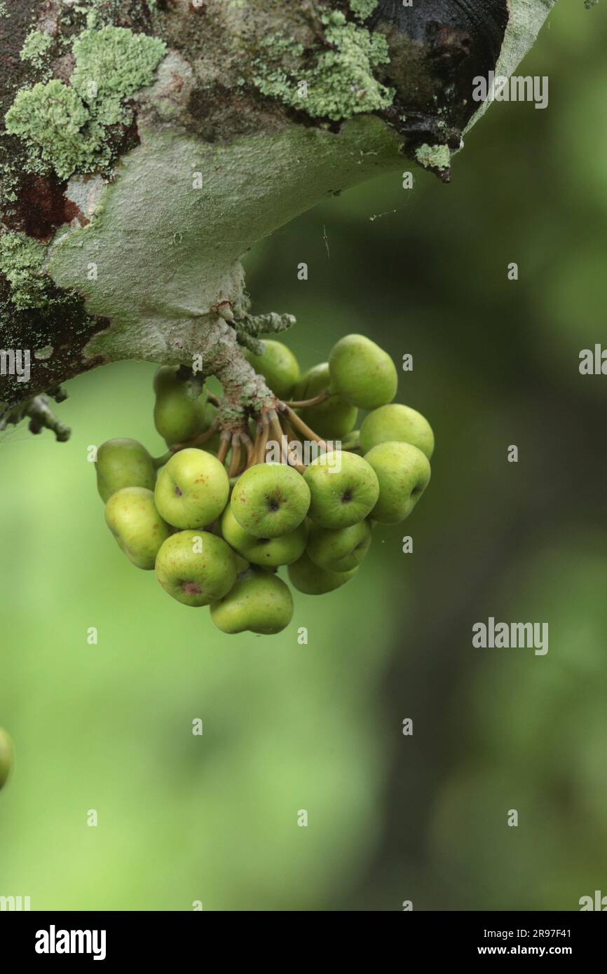 Common Red-stem Fig (Ficus variegata), growing direct from the tree ...