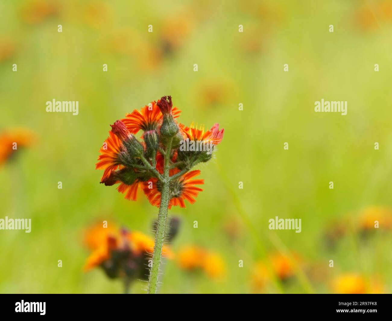 Back side of a Devil's Paintbrush flower growing in a pasture. Quebec ...