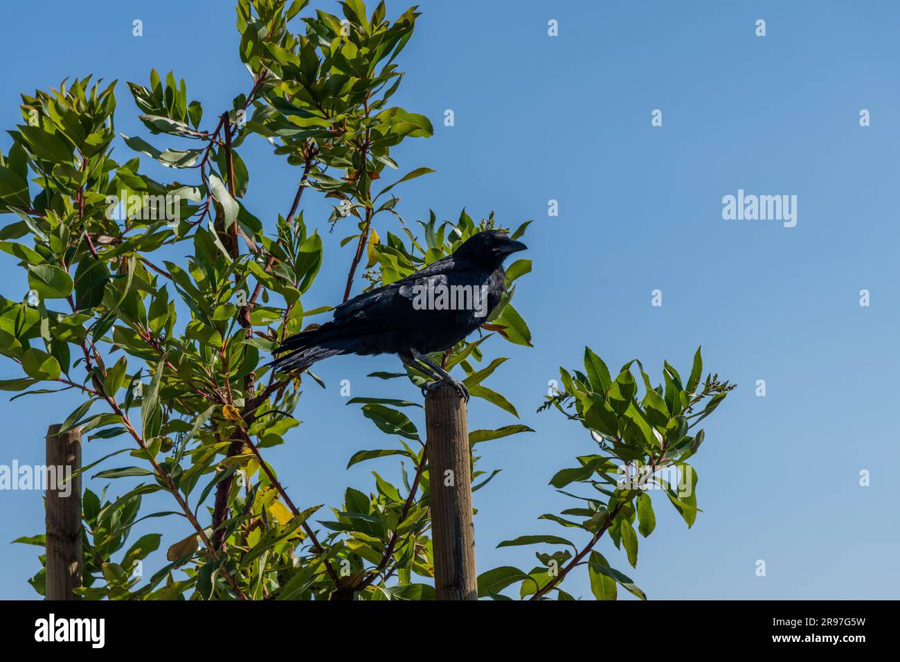 Crow sitting on a tree at the Lantern Bay park in Dana Point, Orange ...