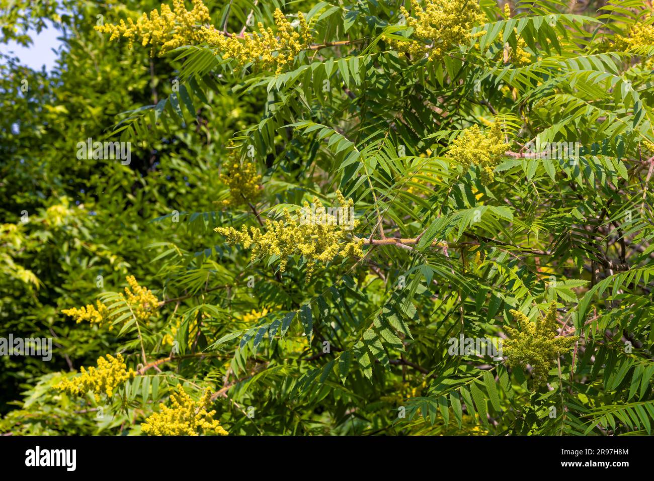 The Staghorn sumac (Rhus typhina) is a species of flowering plant in ...