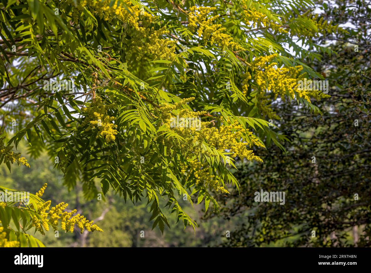 The Staghorn sumac (Rhus typhina) is a species of flowering plant in ...