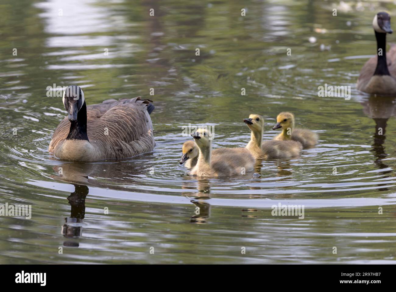 Canada goose ( Branta canadensis) with goslings on the lake Michigan ...