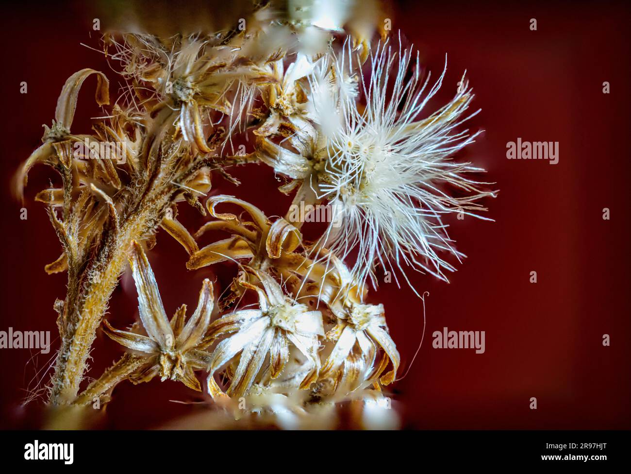Dead goldenrod hi-res stock photography and images - Alamy
