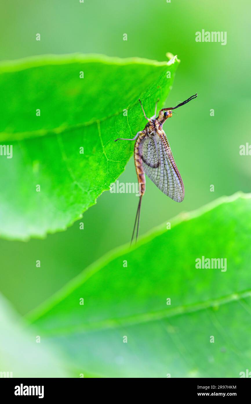 Mayfly biology hi-res stock photography and images - Alamy