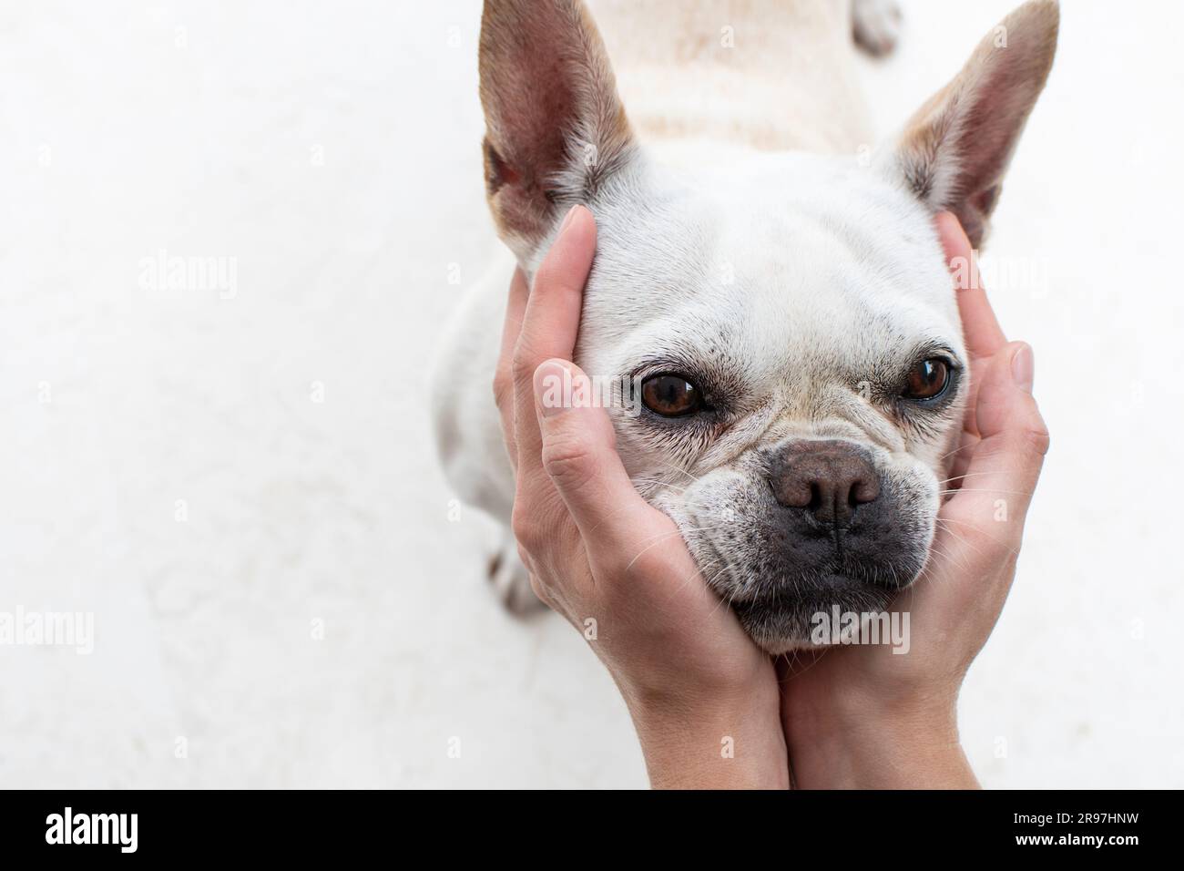 Human hands holding adorable dog face. Funny dog's face. Friendship of ...