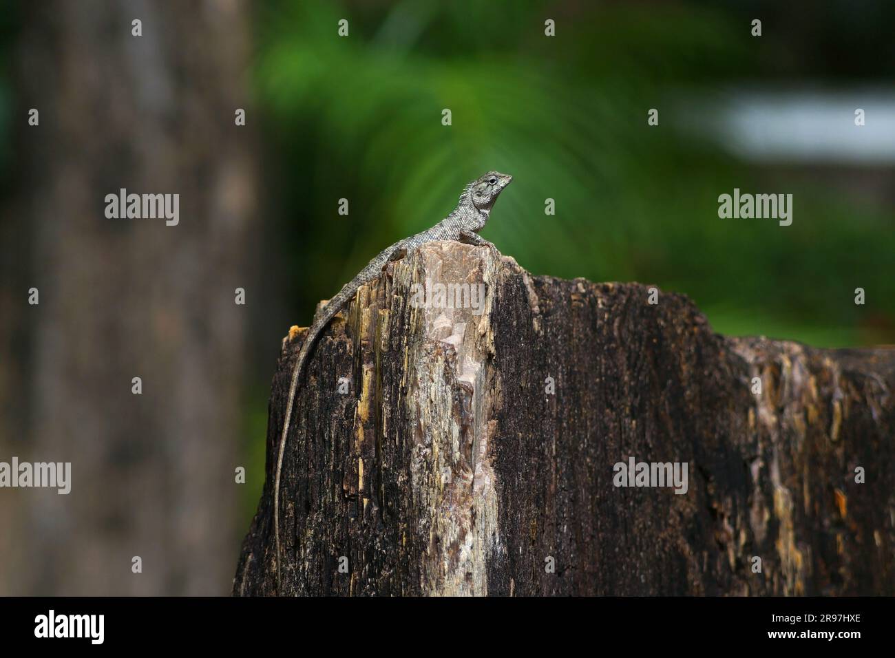 lizard chameleon on a rock with nature background Stock Photo - Alamy