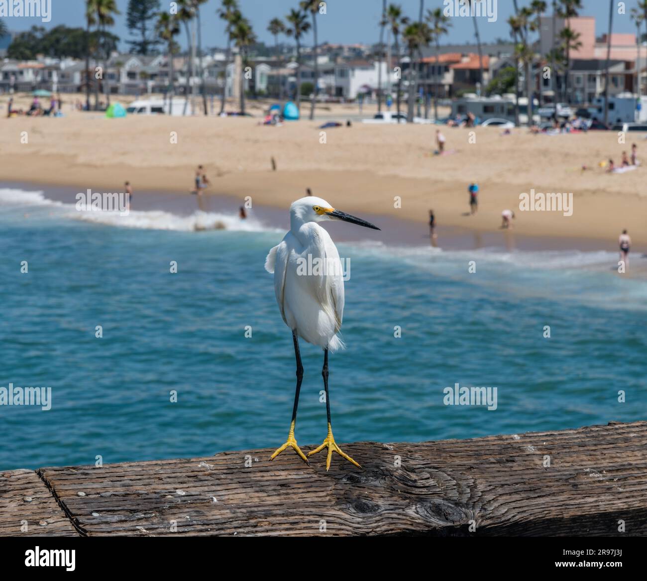 Snowy egret at the Balboa Pier in Newport Beach, Southern California ...