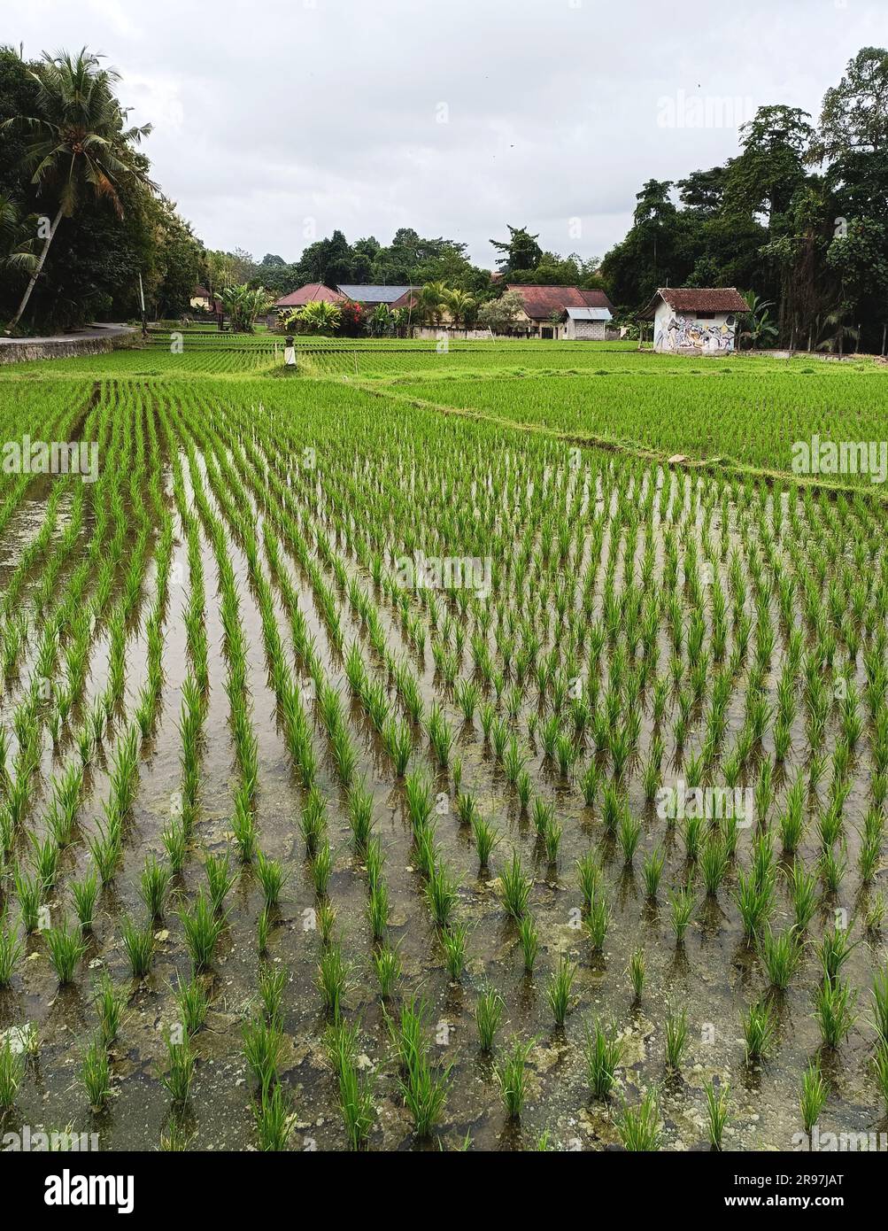 Bright green rice plants grow in orderly rows with traditional tile ...