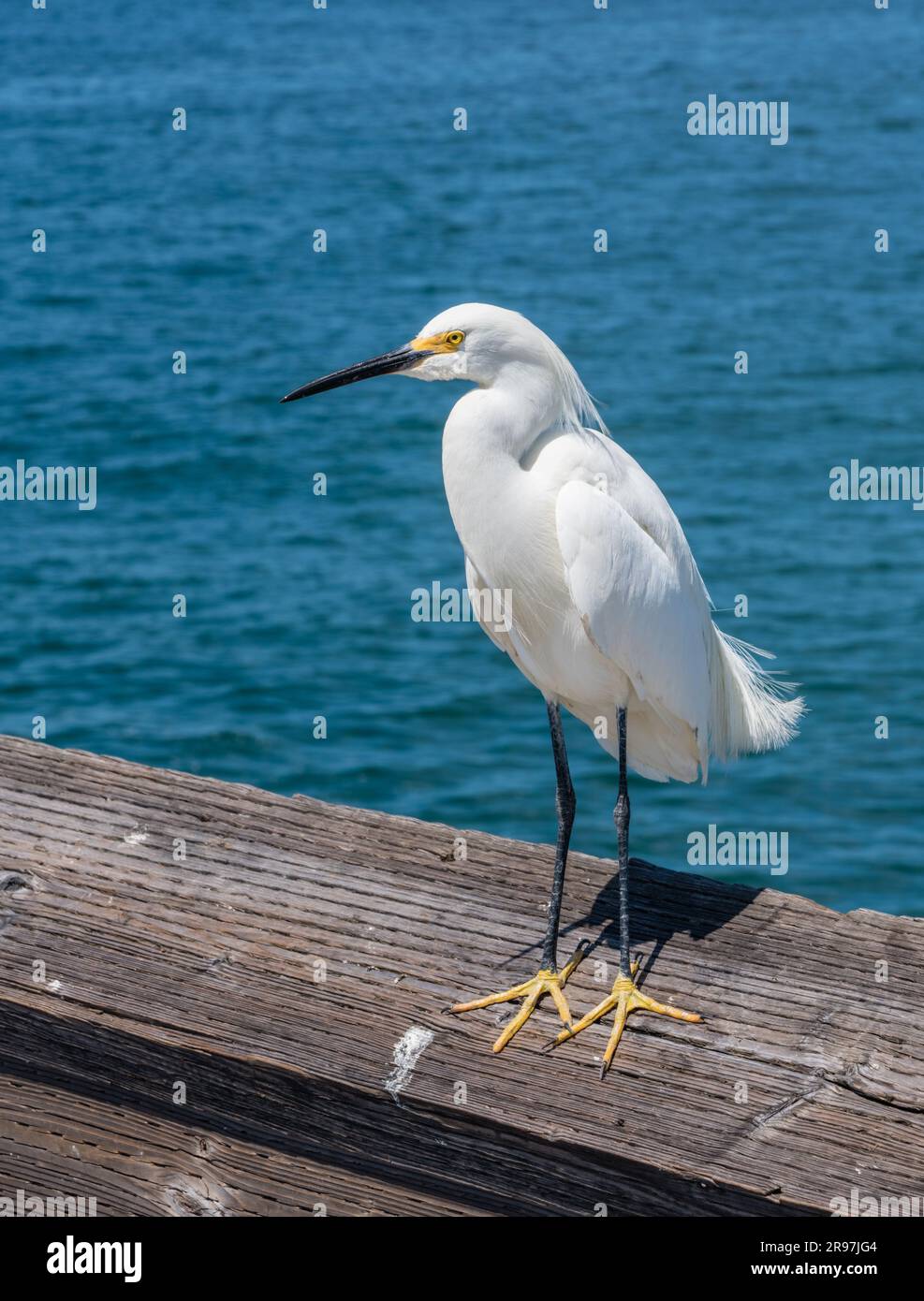 Snowy egret at the Balboa Pier in Newport Beach, Southern California ...