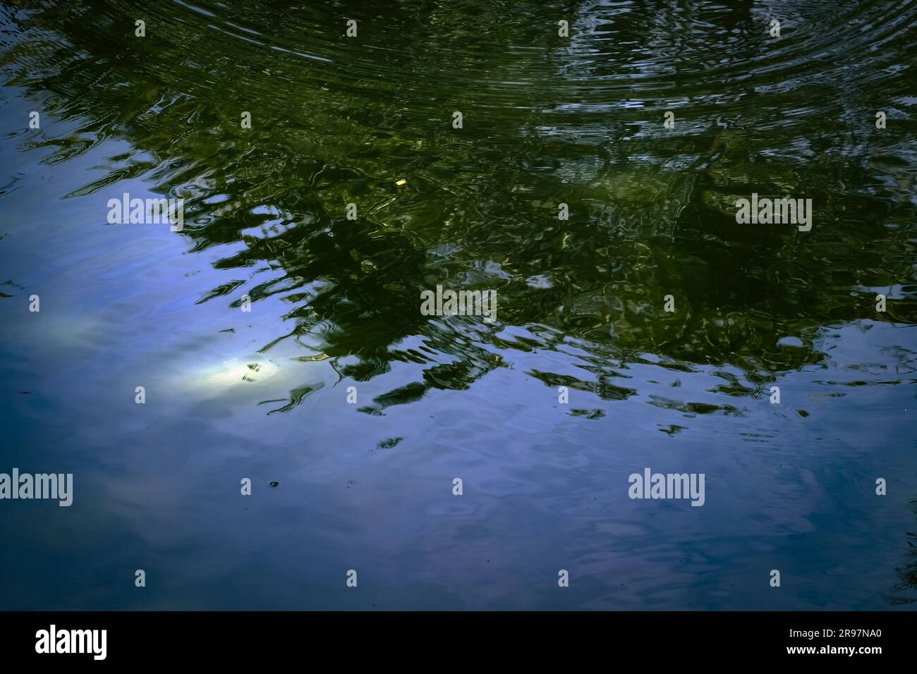 The tranquil scene of the pond is artfully captured by the shimmering ...