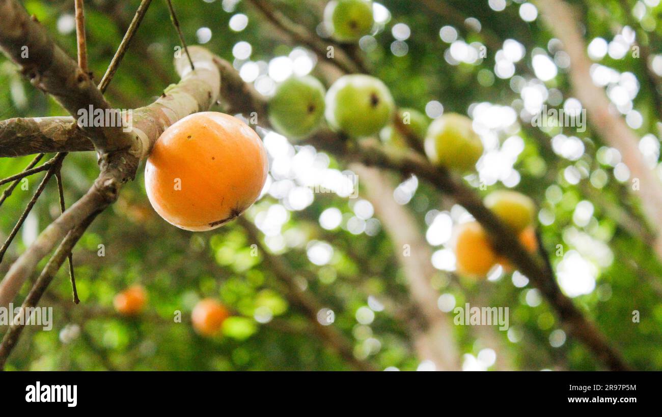 Brazilian orchard hi-res stock photography and images - Alamy