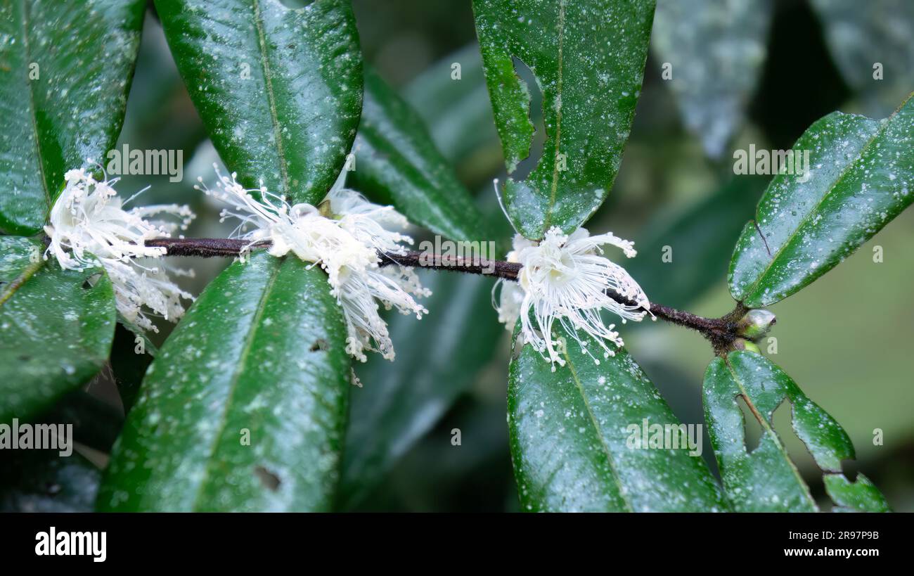 flor da cabeludinha, fruit of the brazilian atlantic forest Stock Photo ...