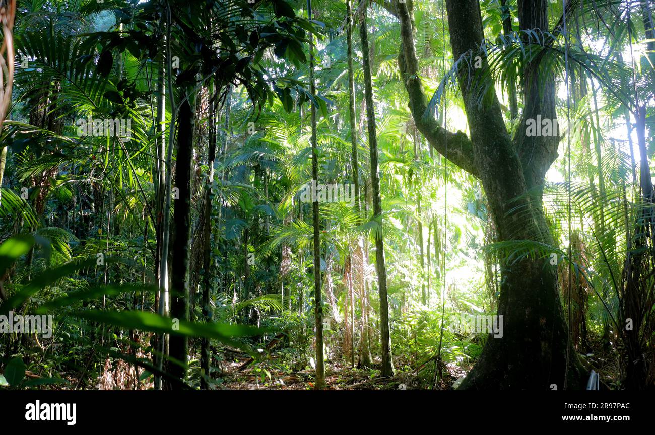 Tropical forest, light and shadow Stock Photo - Alamy