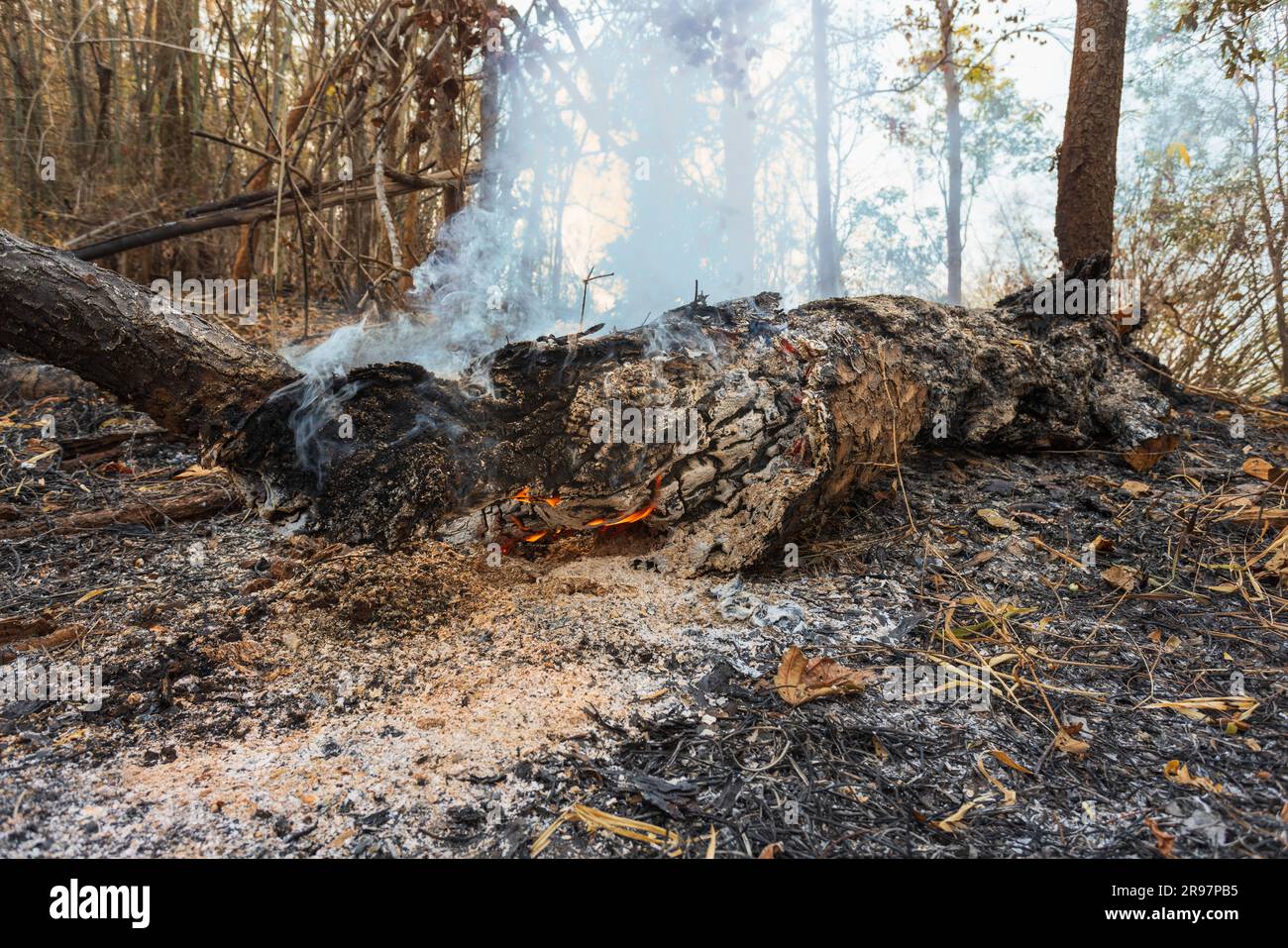 After wildfire disaster caused by humans Stock Photo - Alamy