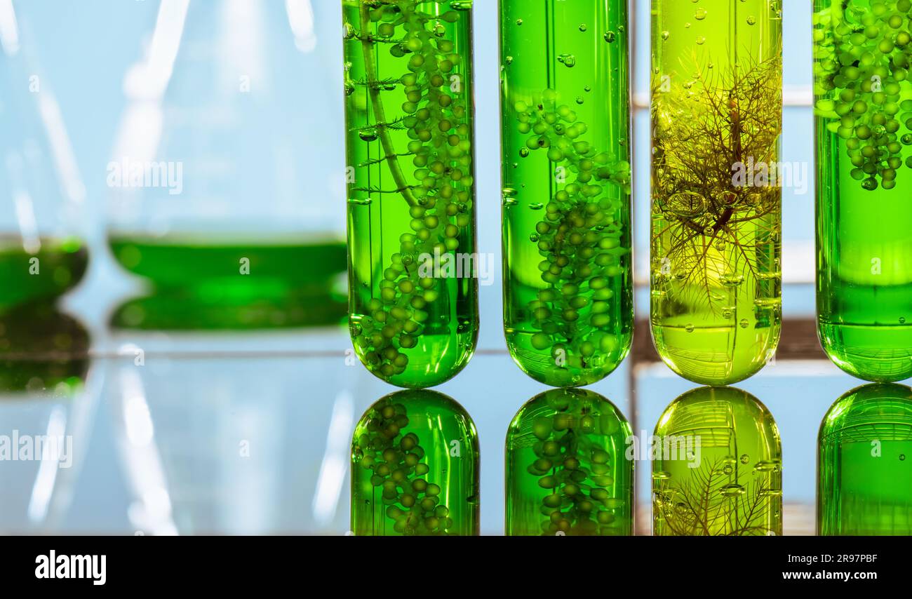 Algae fuel biofuel industry lab researching for alternative to fossil ...