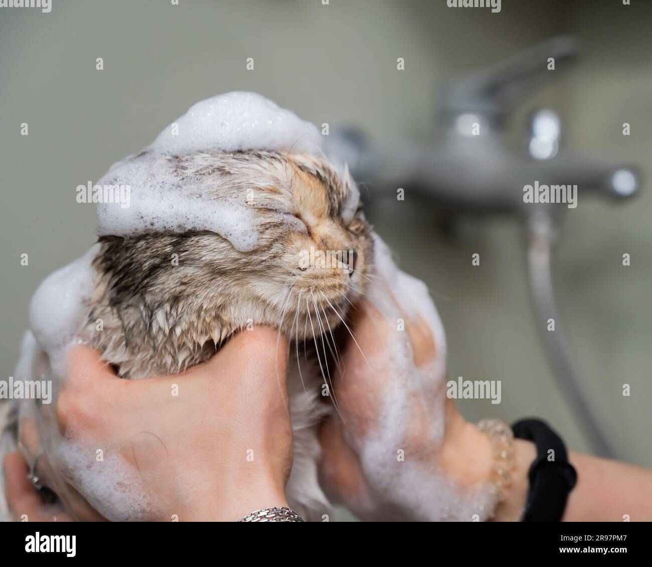Woman shampooing a tabby gray cat in a grooming salon Stock Photo - Alamy
