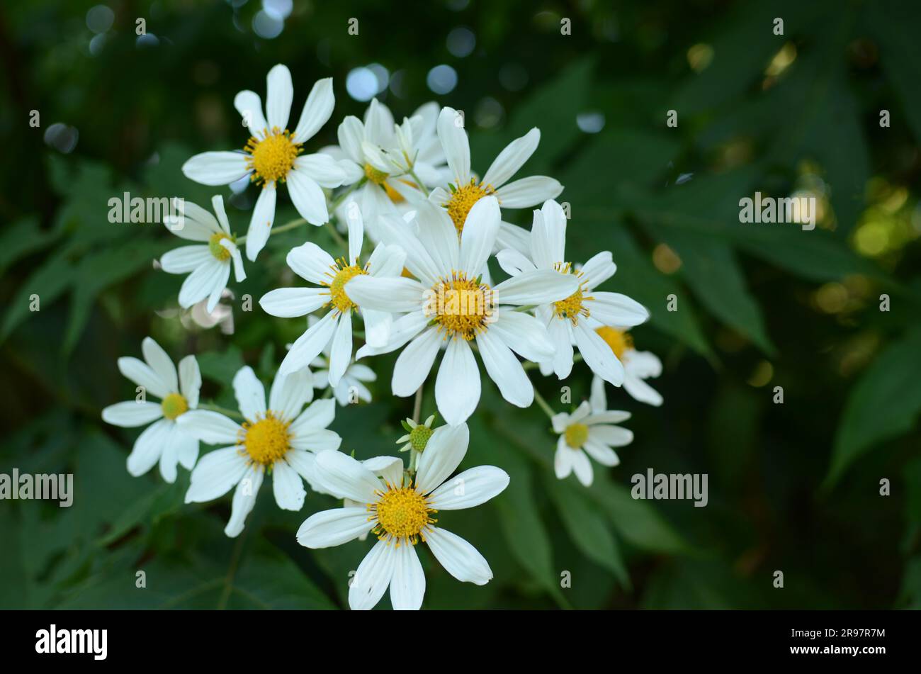 Daisy like white flowers hi-res stock photography and images - Alamy