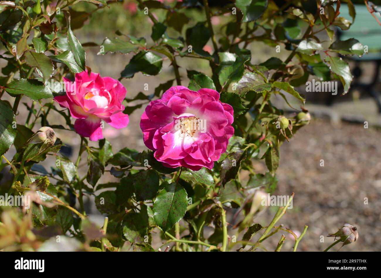Pink Rose Flower In Auckland Botanic Gardens Stock Photo - Alamy