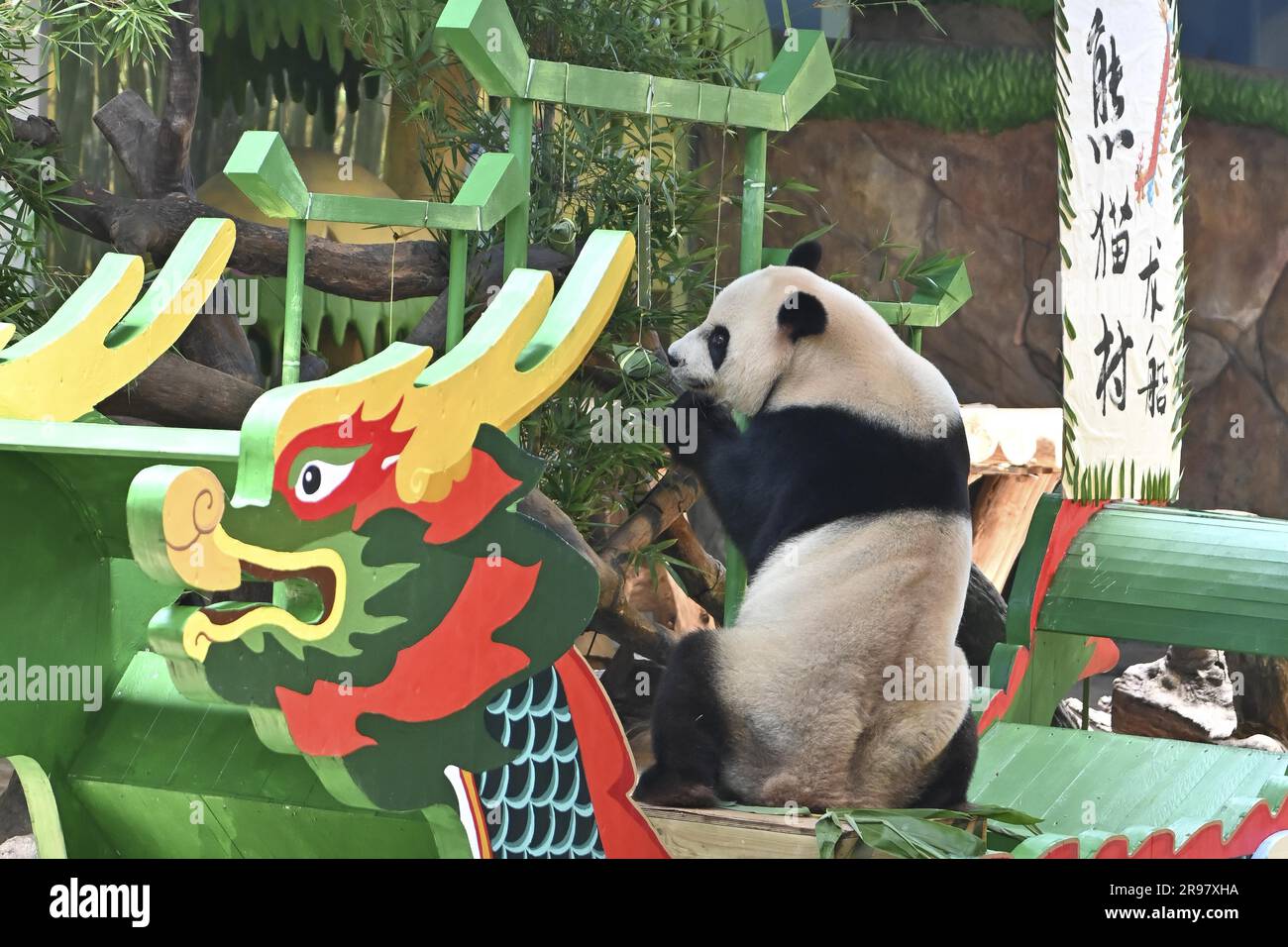 **CHINESE MAINLAND, HONG KONG, MACAU AND TAIWAN OUT** Giant panda Shuai ...
