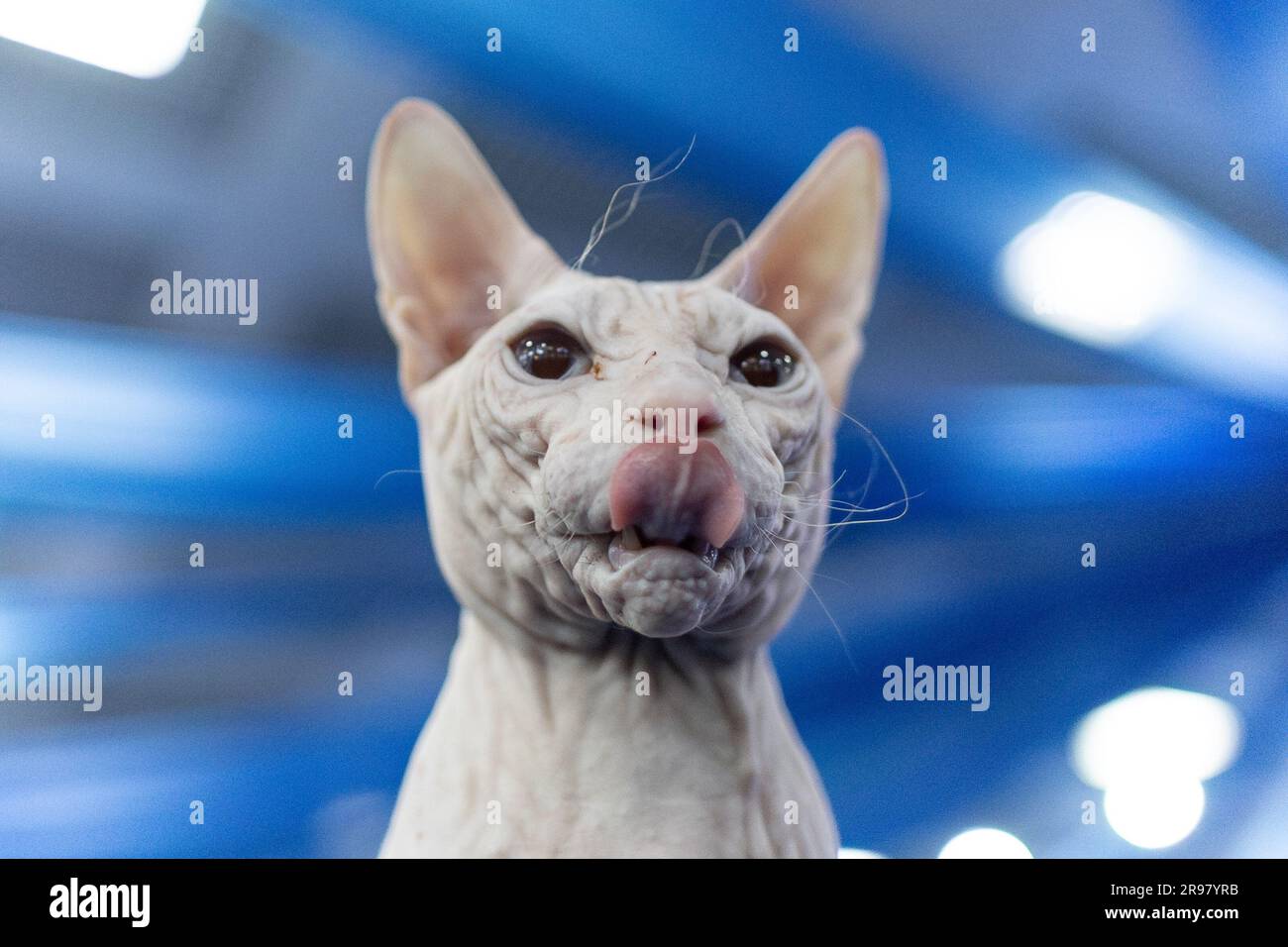 Sao Paulo, Brazil. 24th June, 2023. A cat competes in the American ...